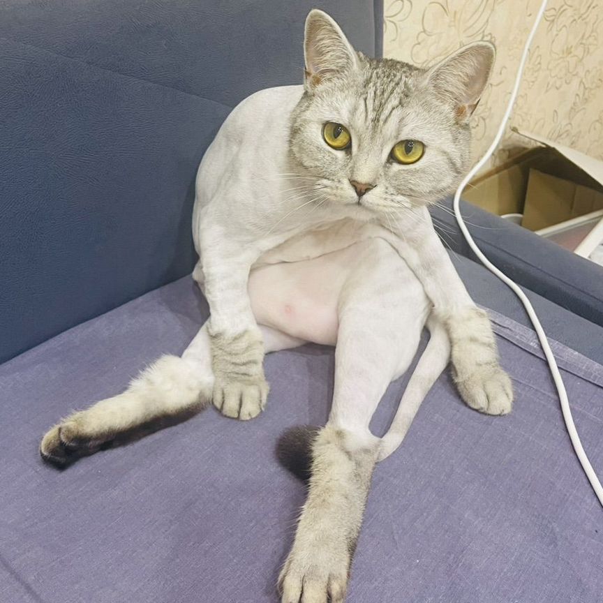 Британский короткошёрстный котёнок