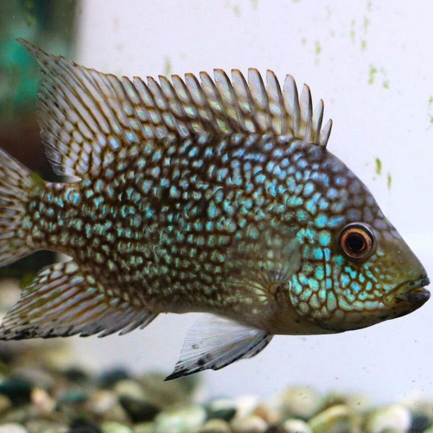 Бриллиантовая цихлазома