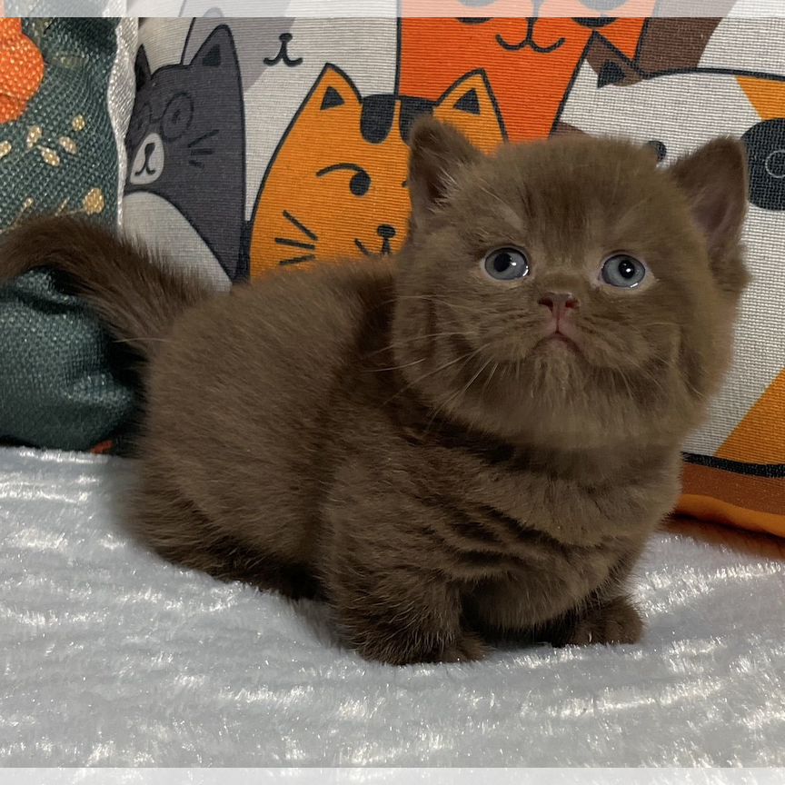 Манчкин котёнок