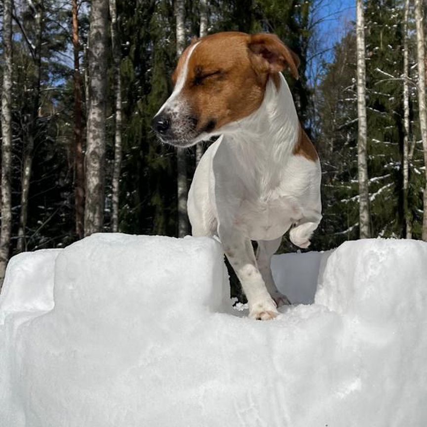 Джекрассел в добрые руки