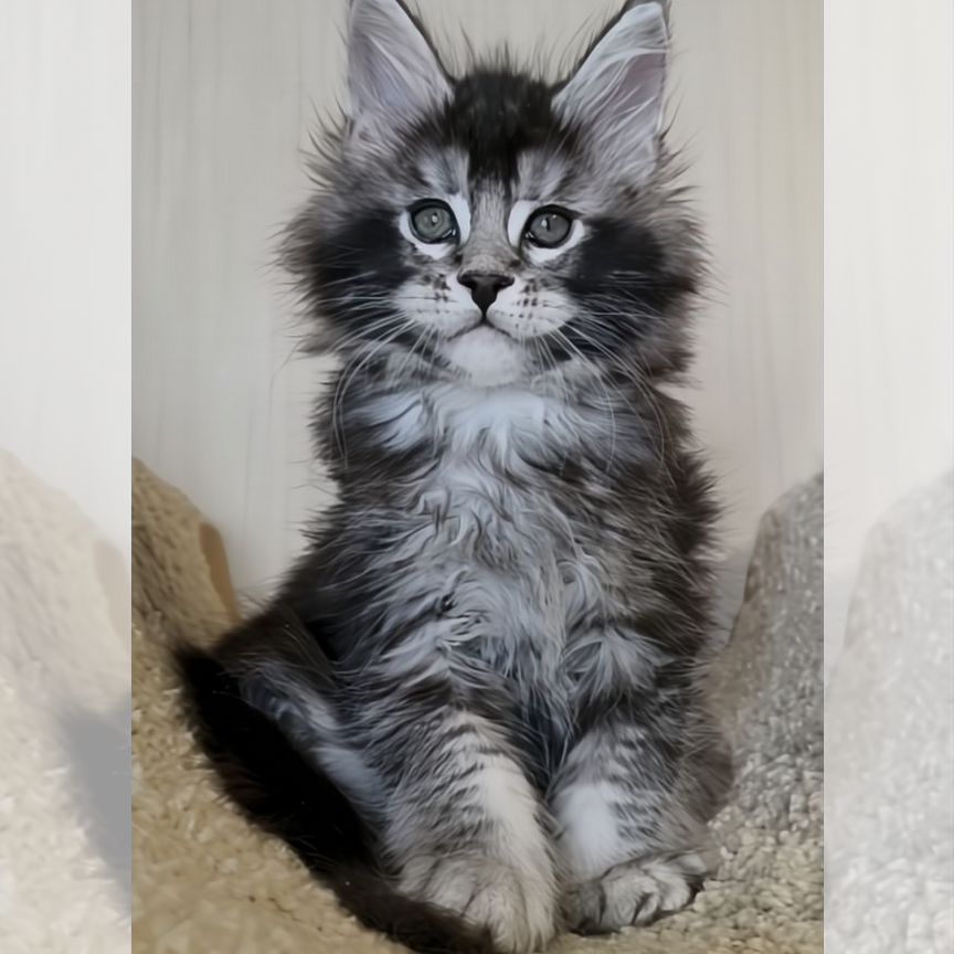 Котята мейн-кун