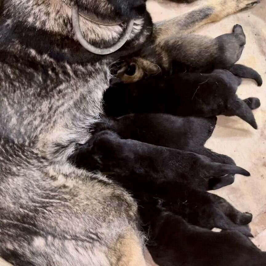 Щенки немецкой овчарки рабочего разведения