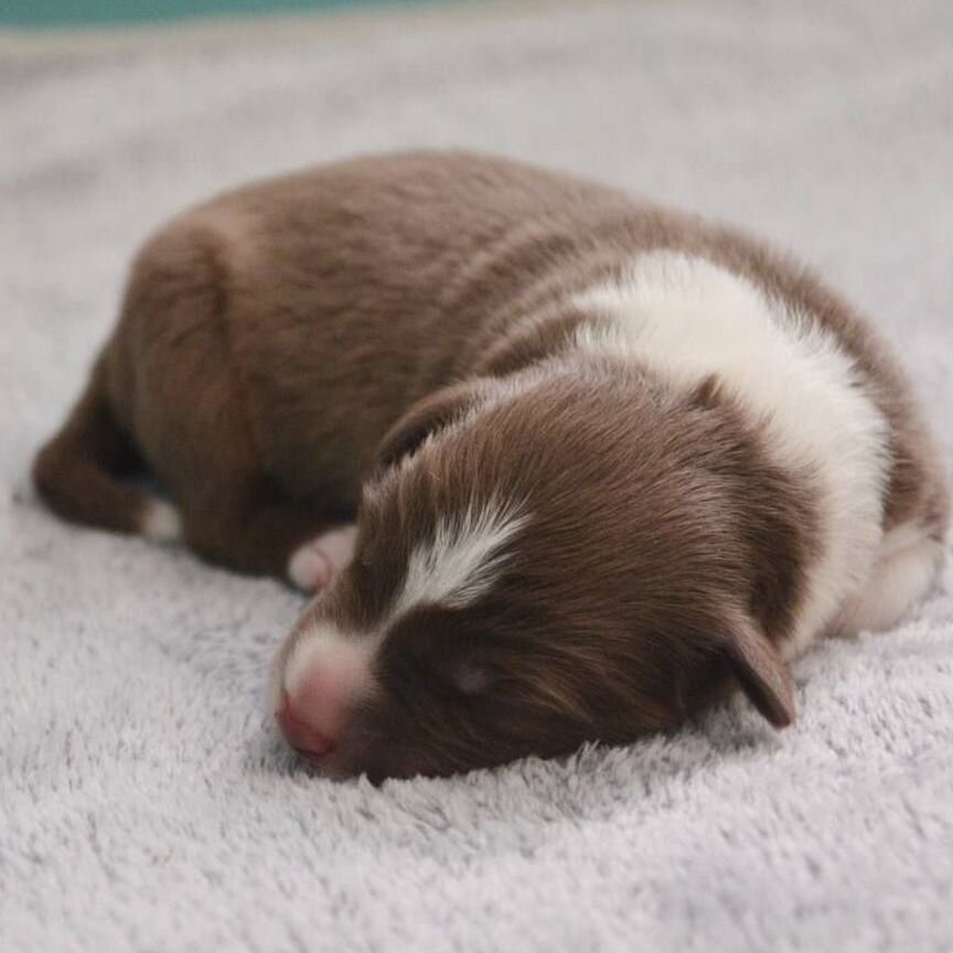 Бордер-колли, щенок