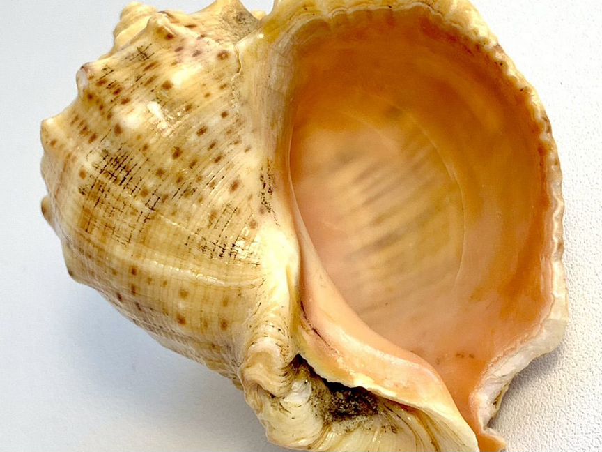 Ракушка рапан 7 см