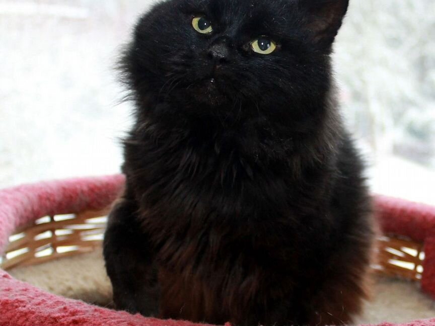 Кот ищет дом