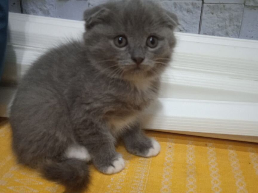 Продам вислоухую кошечку,к лотку приучена