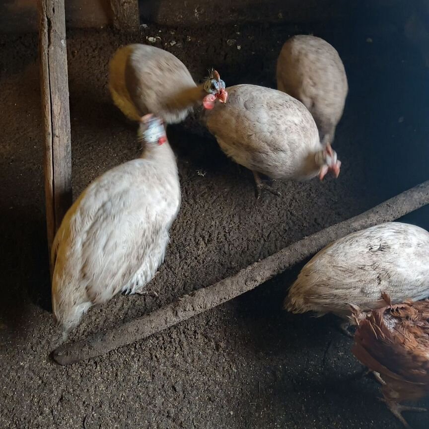 Продам цесарок, 8 штук. Возраст 9 месяцеа