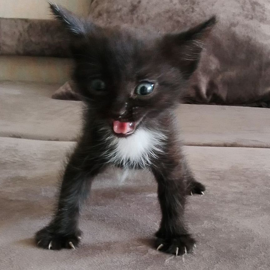 Котёнок в добрые руки