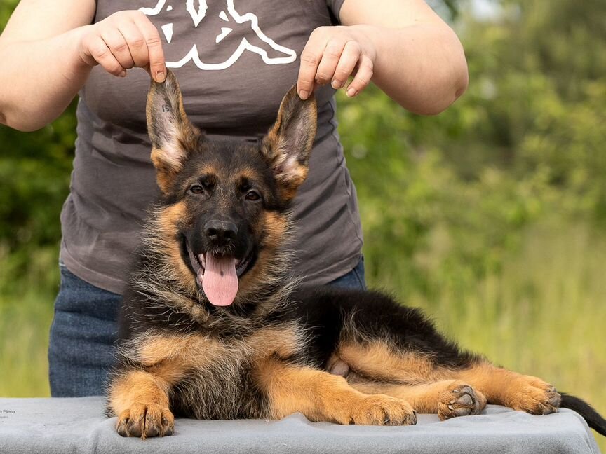 Щенки немецкой овчарки с документами
