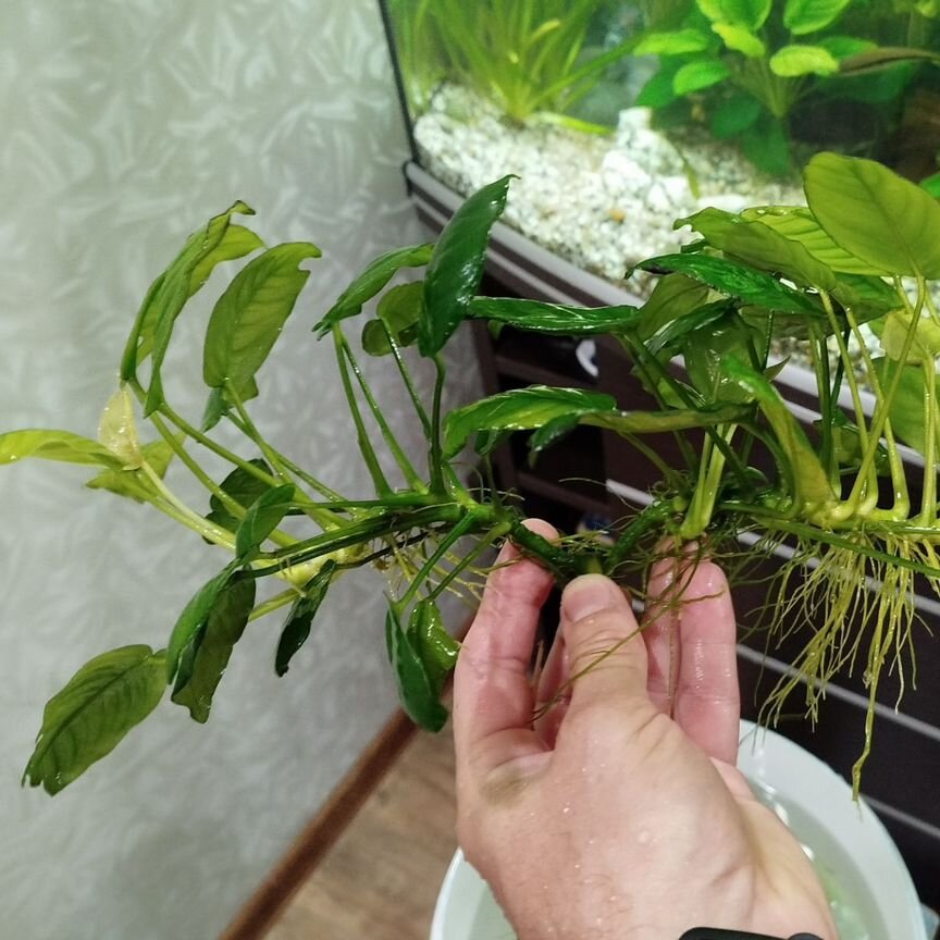 Аквариумное растение Анубиас