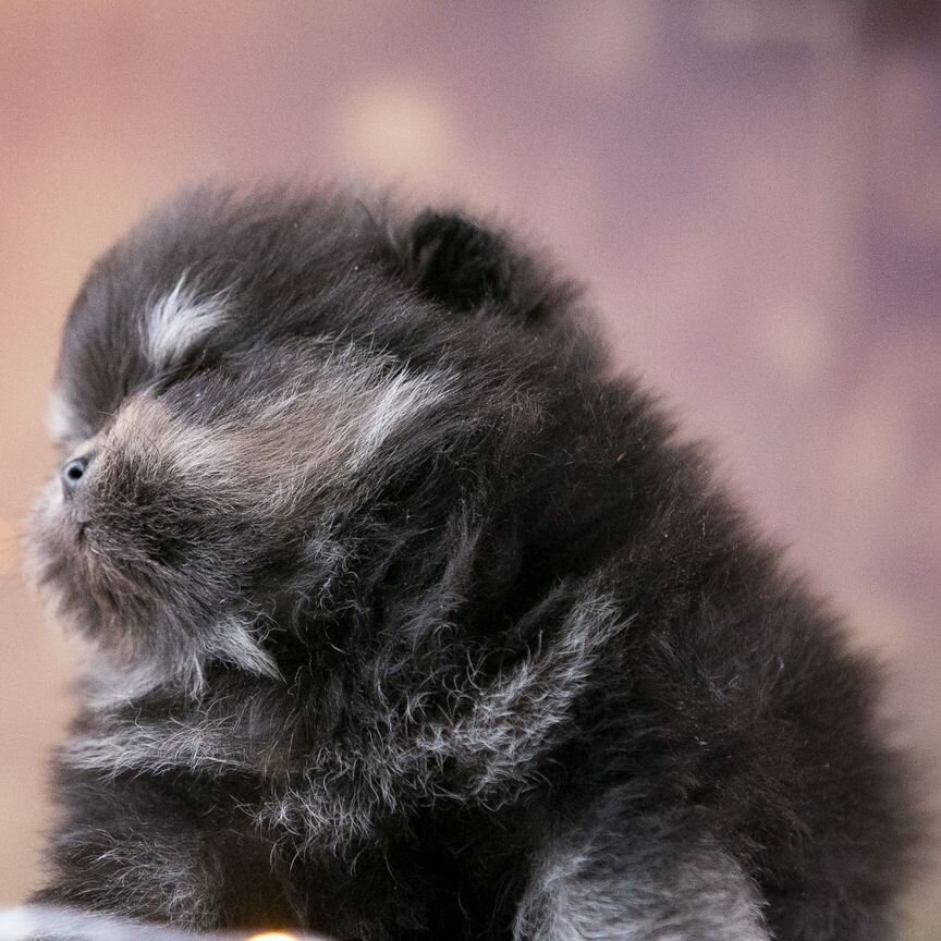 Померанский шпиц мини мишки