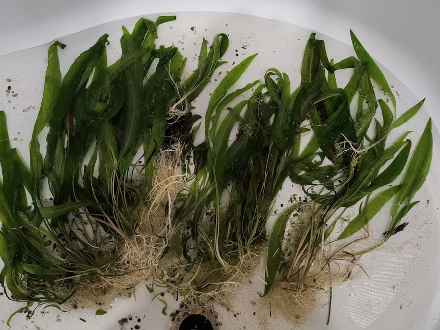 Криптокорина апоногетонолистная