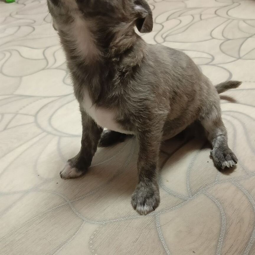 Щенята Чихуахуа