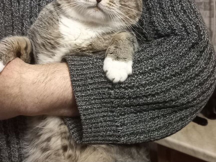 Шикарный кот
