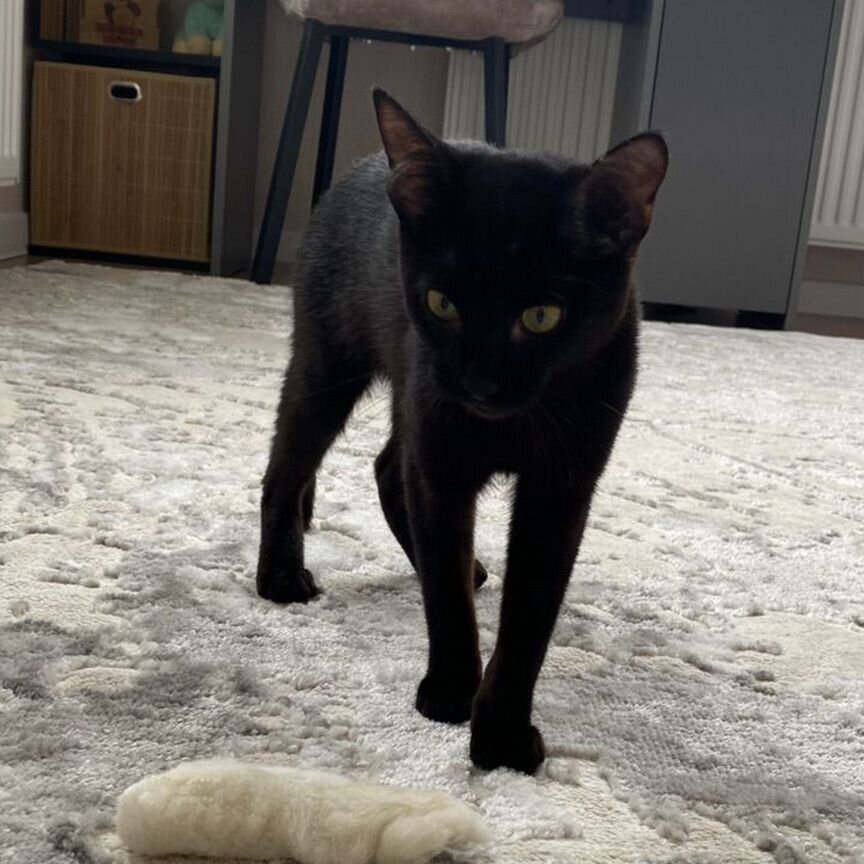 Котенок девочка в добрые руки