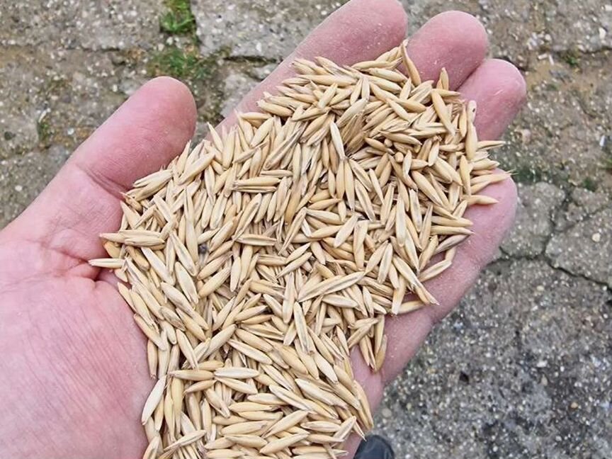 Фуражный горох, Семечко на корм