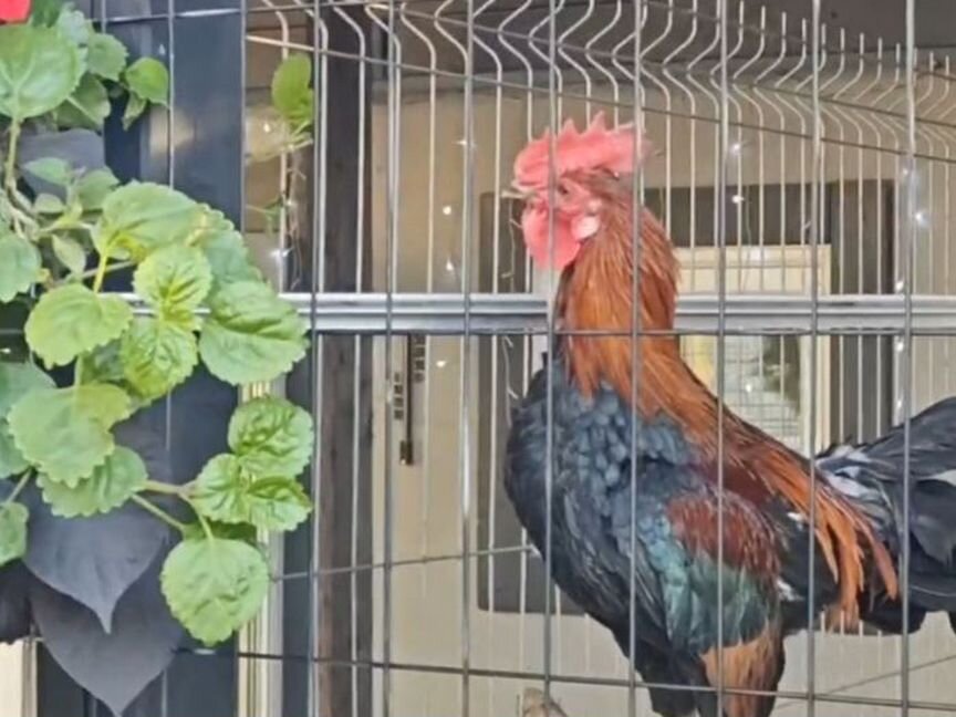 Аям Кетава Смеющиеся Петушки Инкубационное яйцо