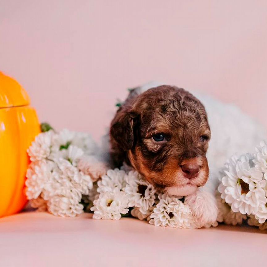 Лаготто романьоло щенок мальчик