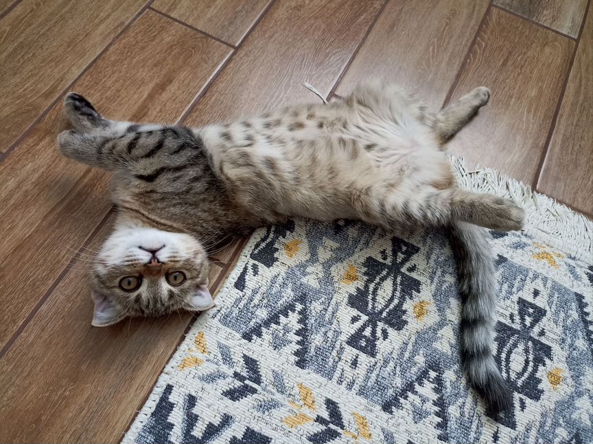 Кошки в добрые руки вислоухие