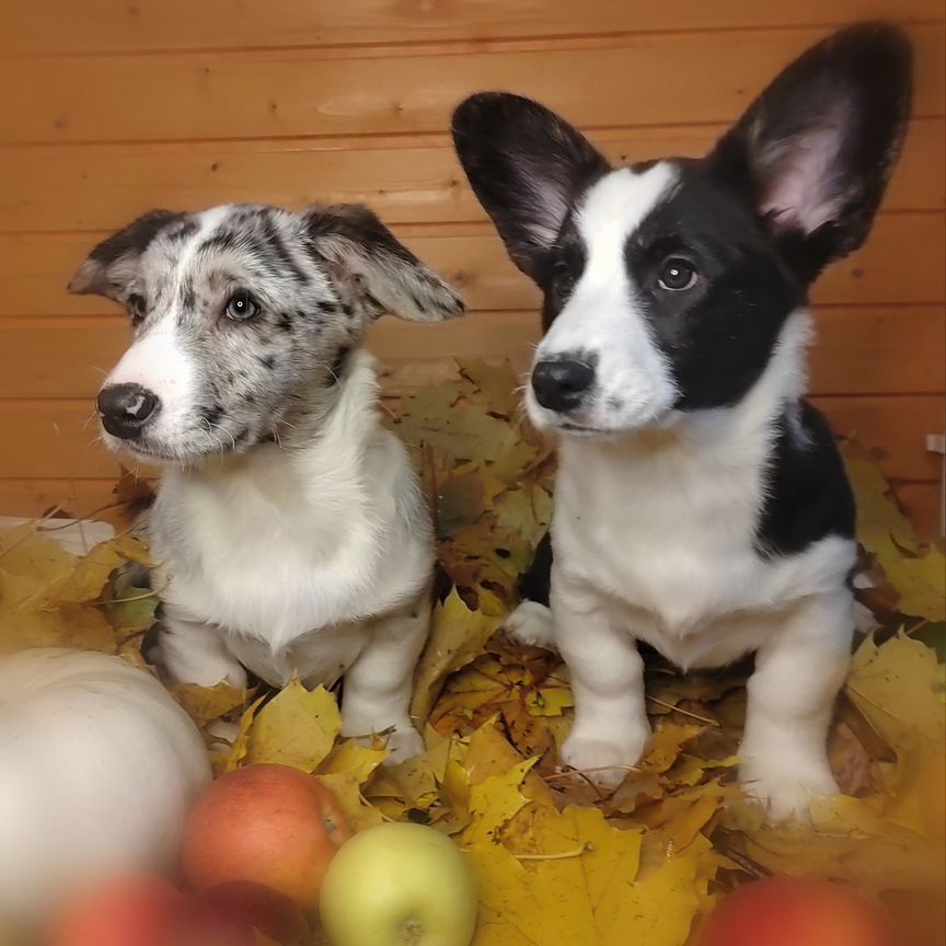 Малышки коржики