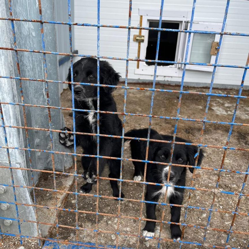 Щенки метисы спаниеля в гос. приюте. Нужен дом