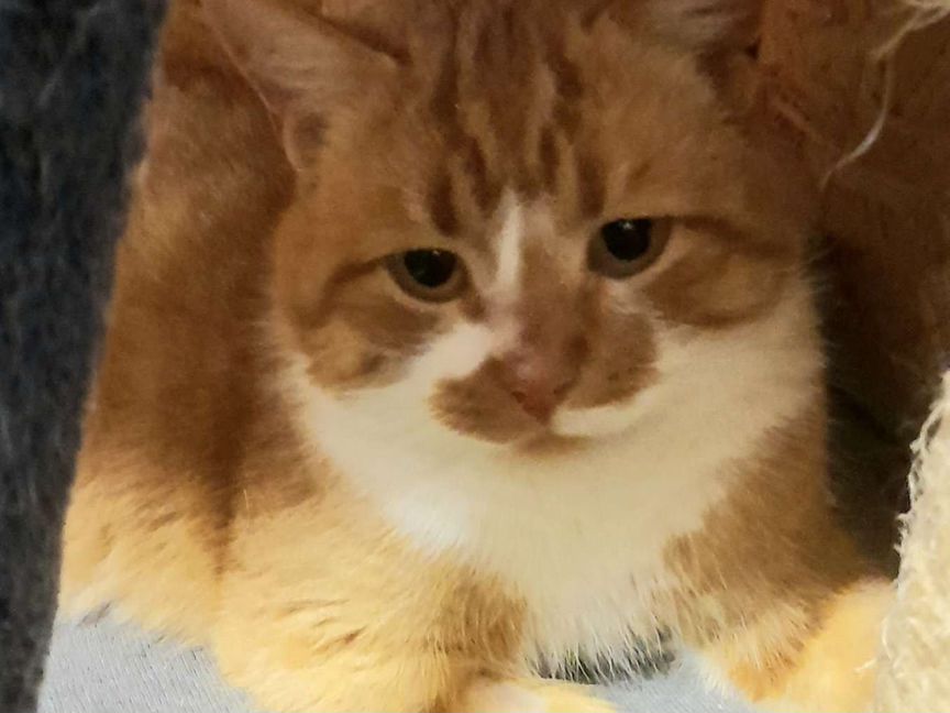 Голодают котята и кошки