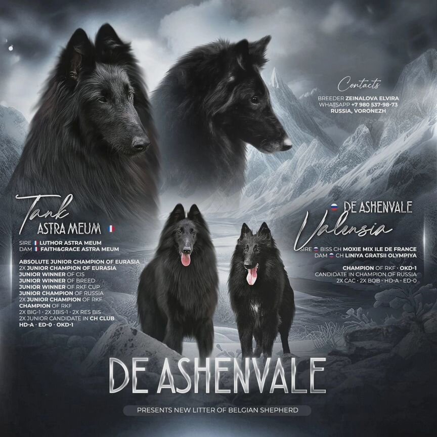 Бельгийская овчарка грюнендаль