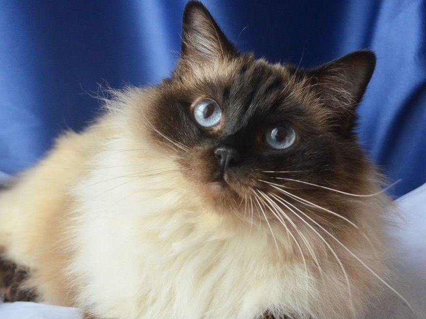 Красотка регдолл