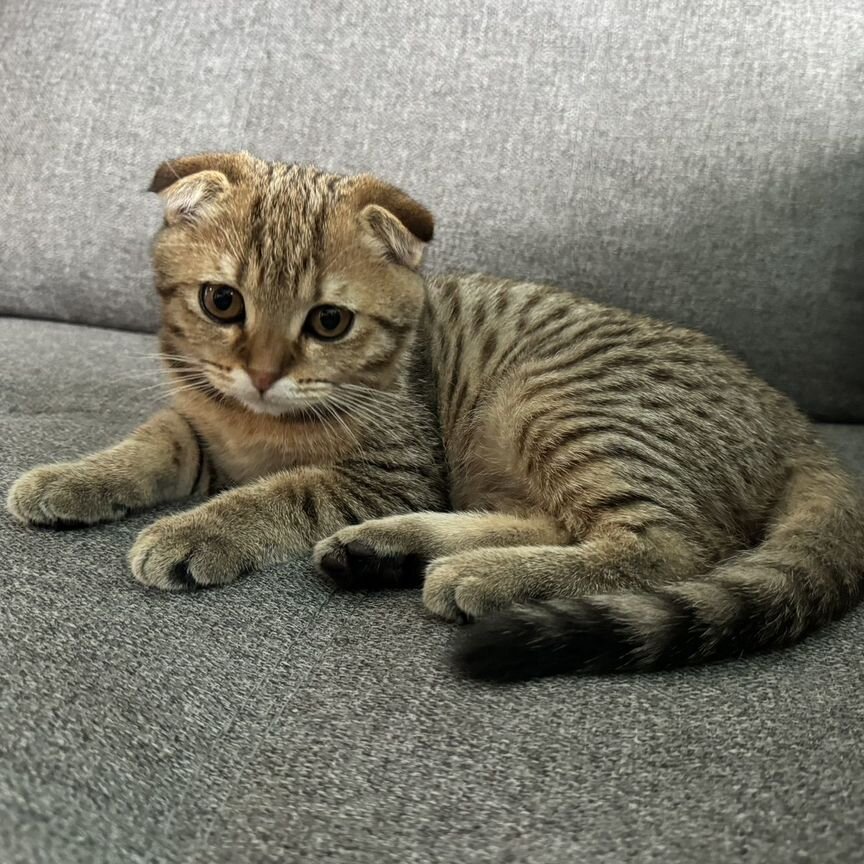 Шотландская вислоухая