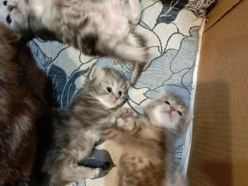 Шотландские котятки