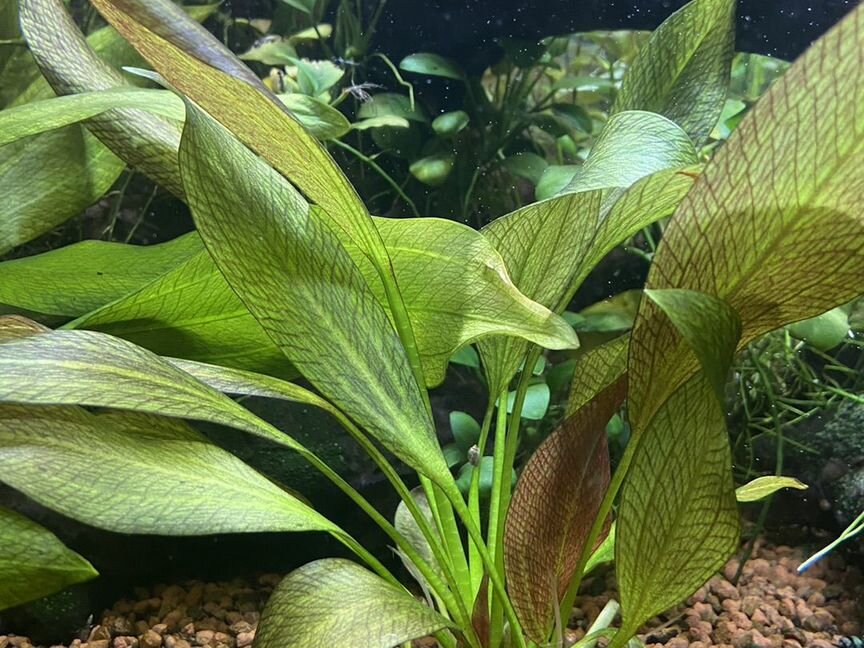 Эхинодорус