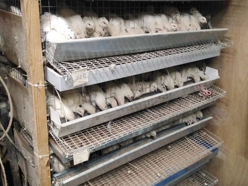 Клетки для перепелов