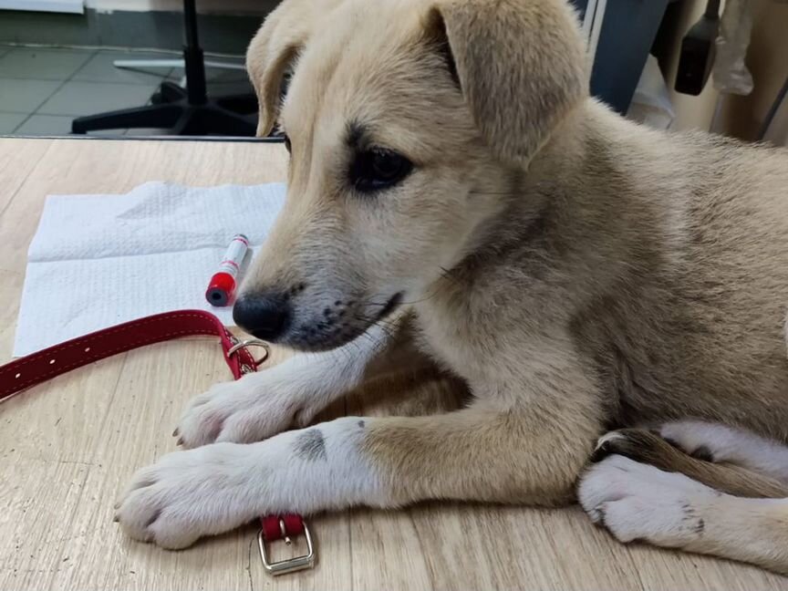 Отдаём в добрые руки собаку (жен пол)