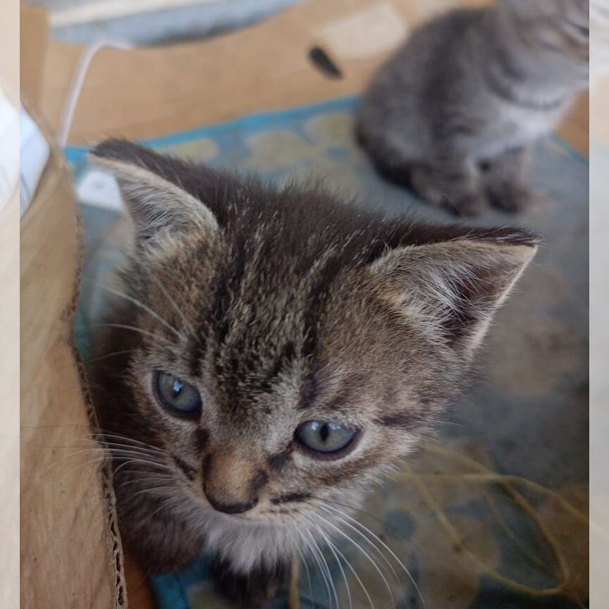 Котёнок в добрые руки