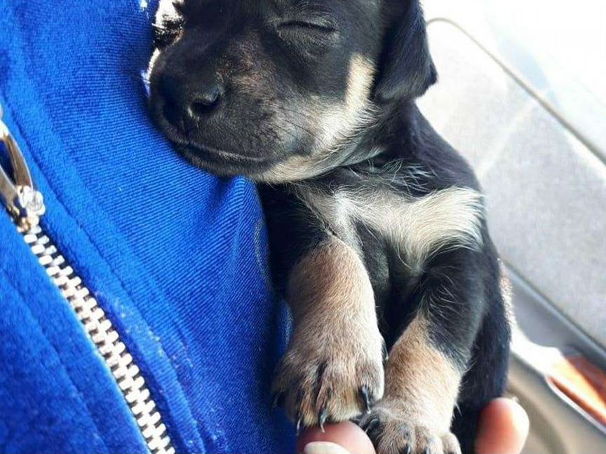 Длинношерстный той терьер