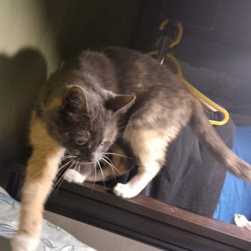 Бездомная кошка