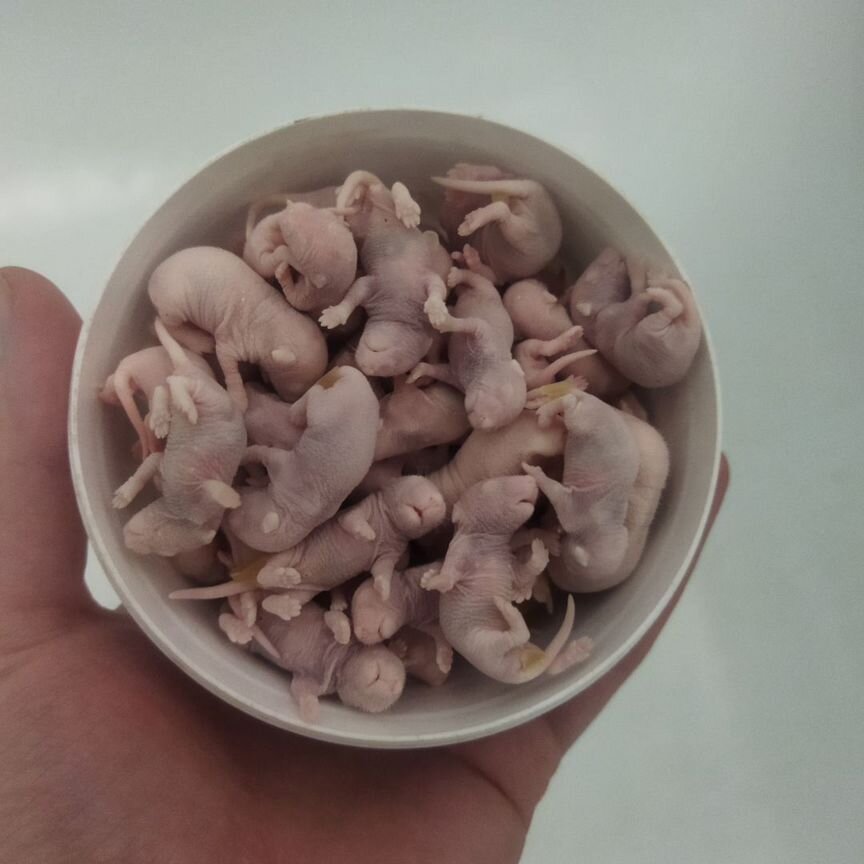 Кормовые мышиные голыши