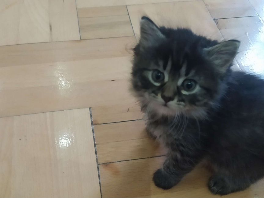 Котенок девочка в добрые руки