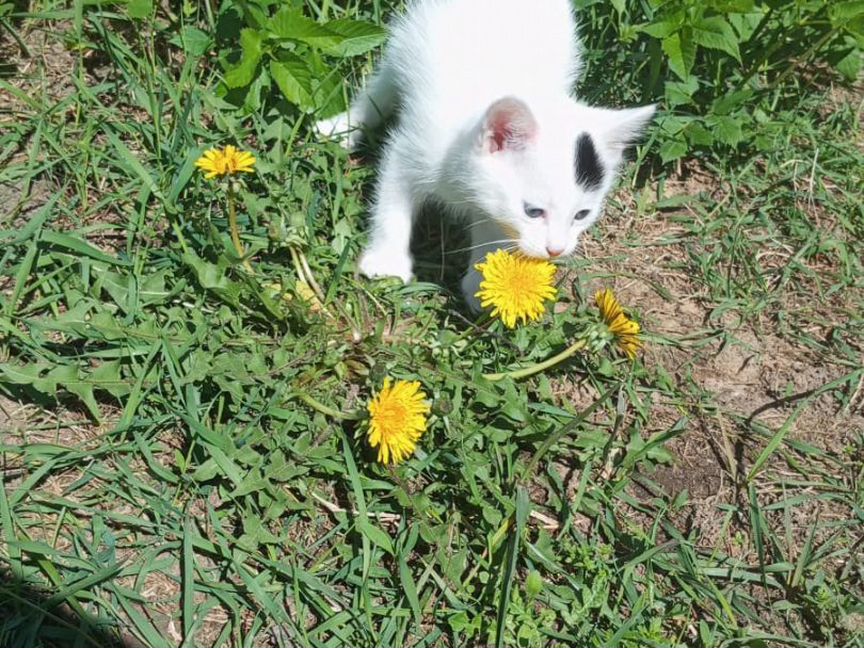 Кошка котята отдам в добрые руки