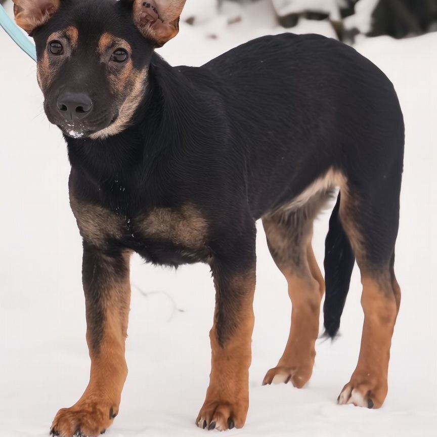 Щенок в добрые руки