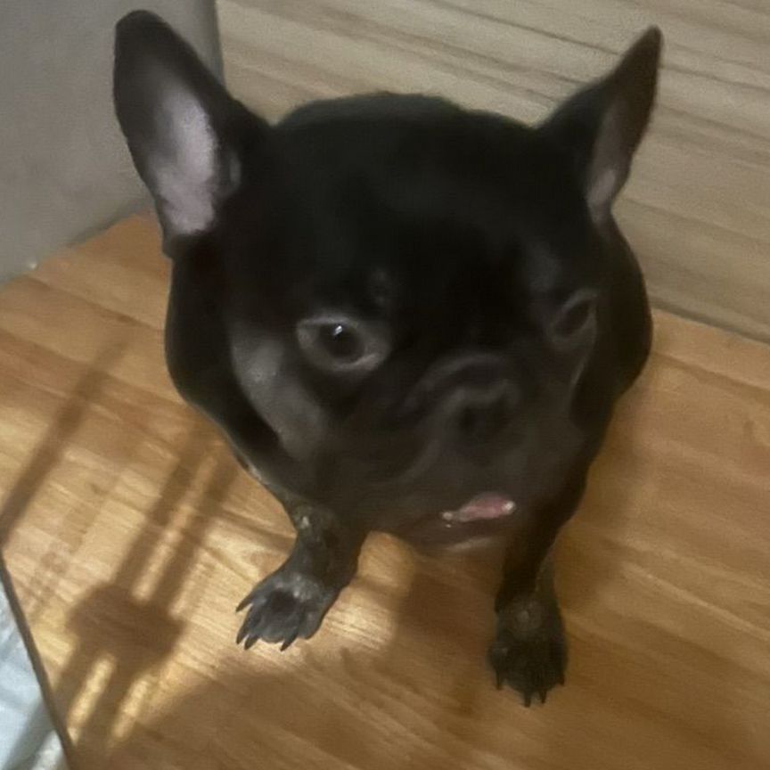 Французский бульдог, взрослая собака