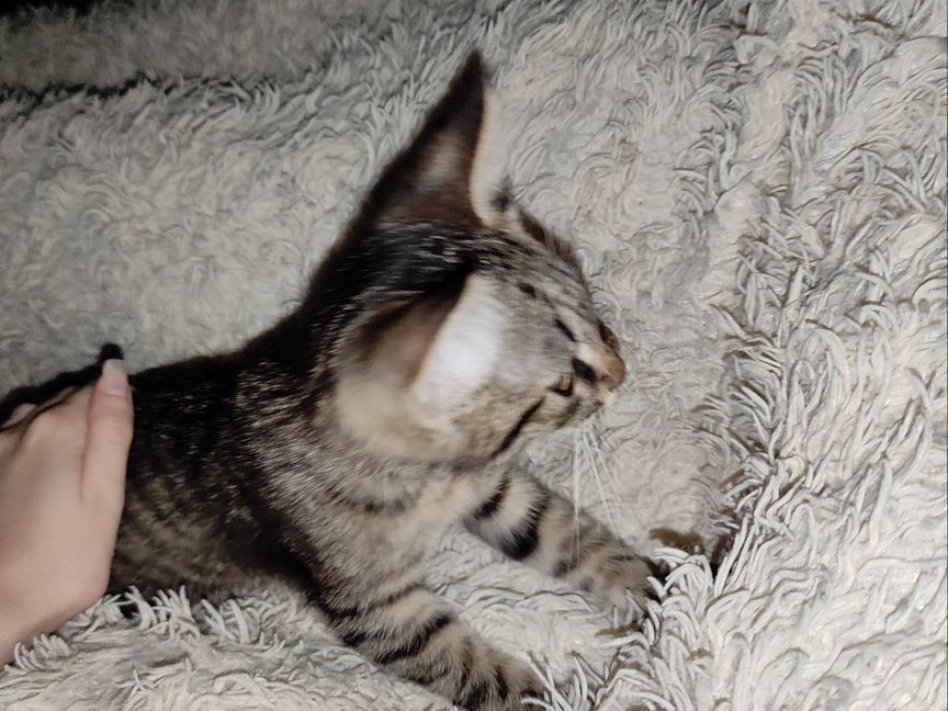 Кошечку зовут Соня, отдаю в добрые руки