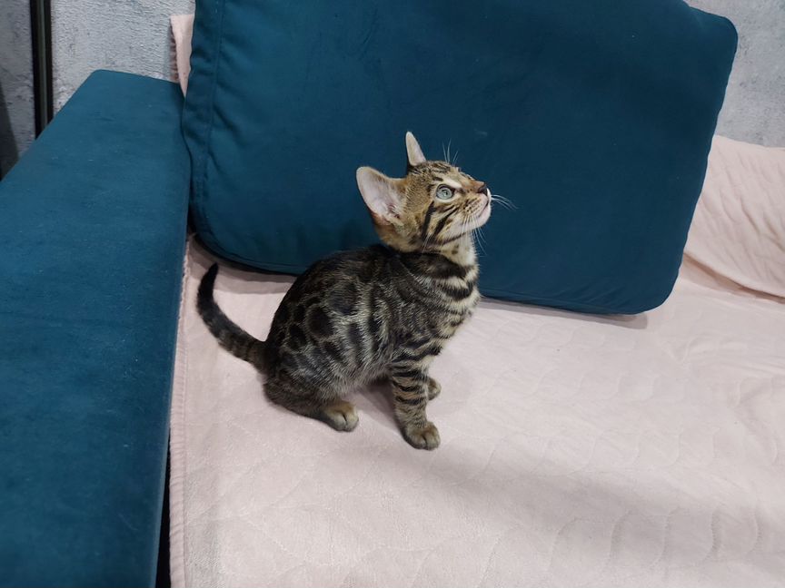 Котенок бенгал