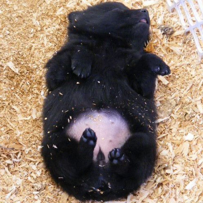 Схипперке, щенок