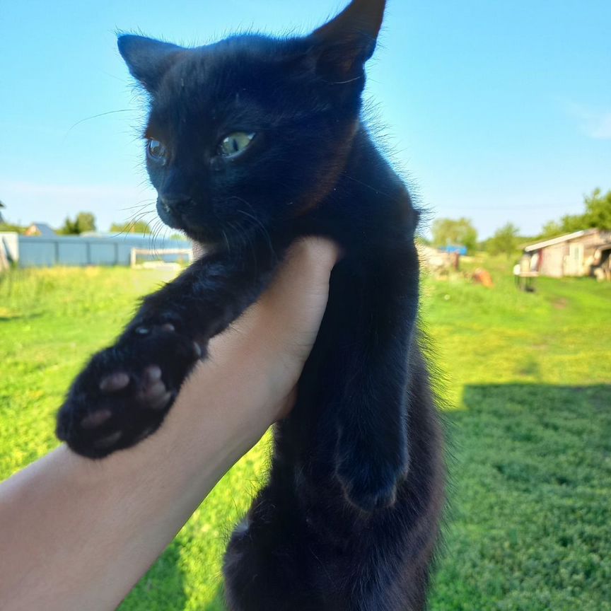 Котята в дар