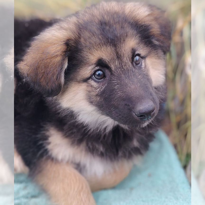 Щенок в добрые руки