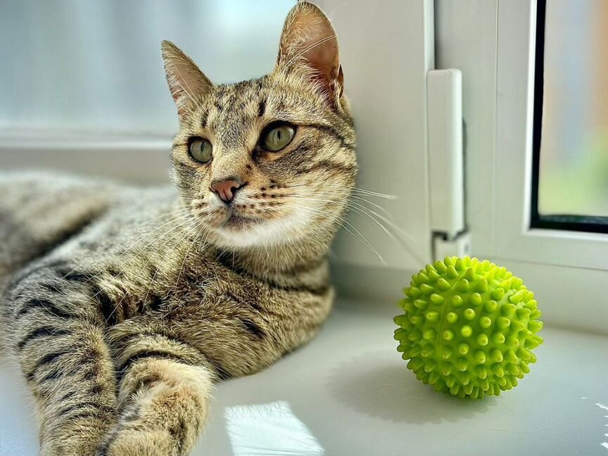 Европейская кошка котенок