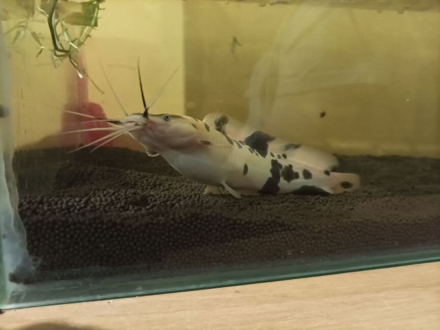 Сомики клариус