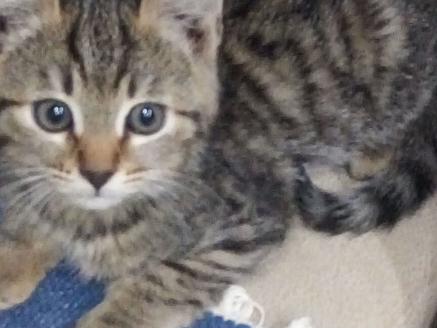 Котёнок