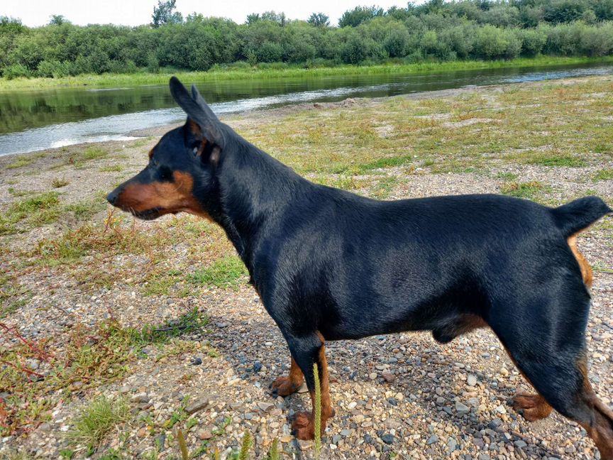 Цверпинчер мальчик ищет себе девочку